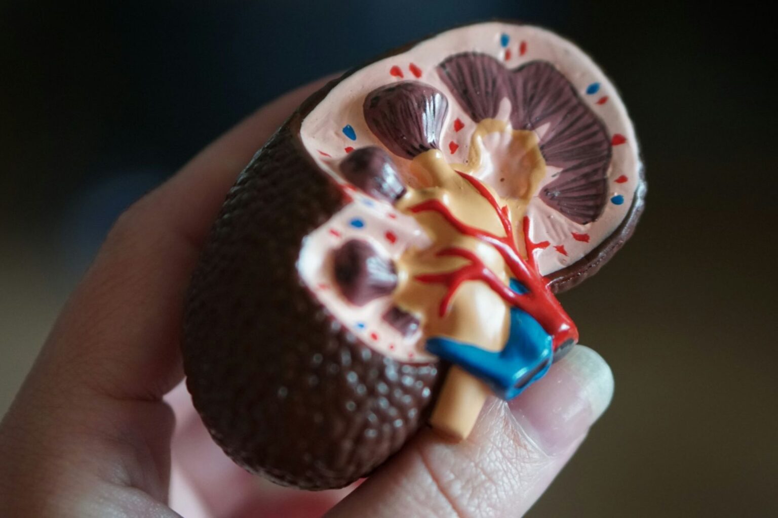 Perfil hepático: qué es, para qué sirve y cómo interpretar sus ...